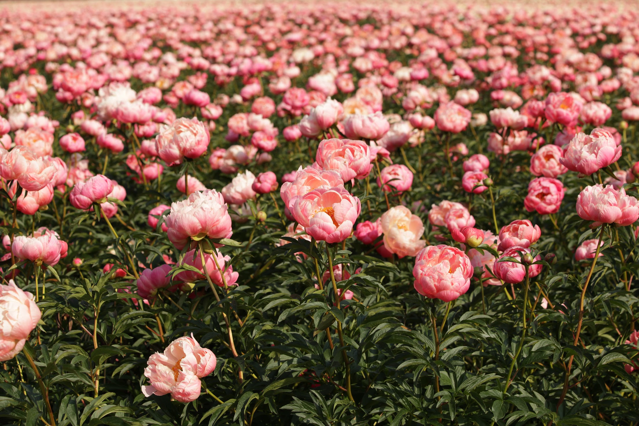 Peonies