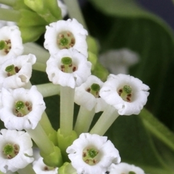 Cestrum - catalogue. Photos, description.