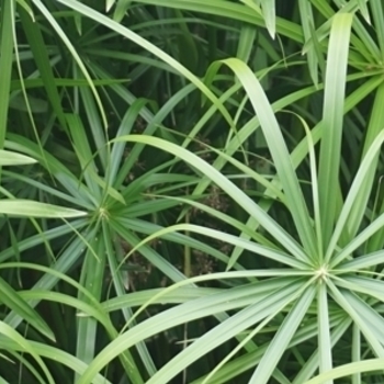 Cyperus - catalogue. Photos, description.