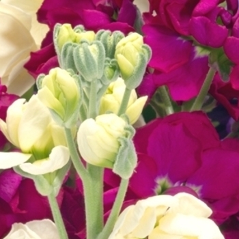 Matthiola - catalogue. Photos, description.