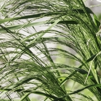 Panicum - catalogue. Photos, description.