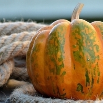 Decorative fruits - catalogue. Photos, description.