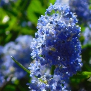 Ceanothus - catalogue. Photos, description.