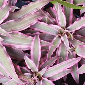 Cryptanthus - catalogue. Photos, description.