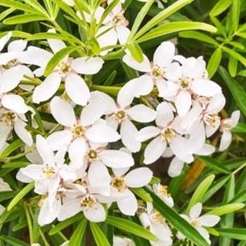 Choisya - catalogue. Photos, description.