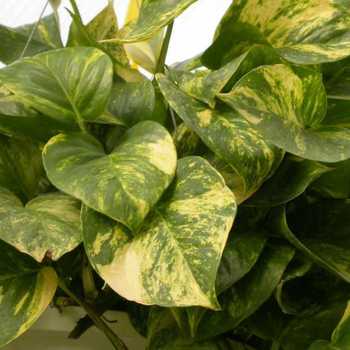 Epipremnum - catalogue. Photos, description.