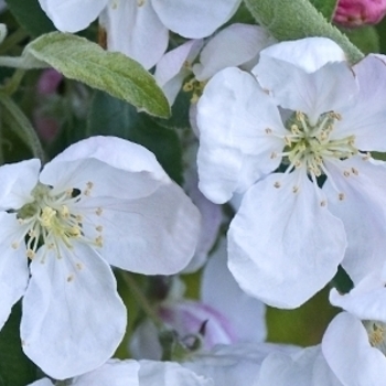 Malus - catalogue. Photos, description.