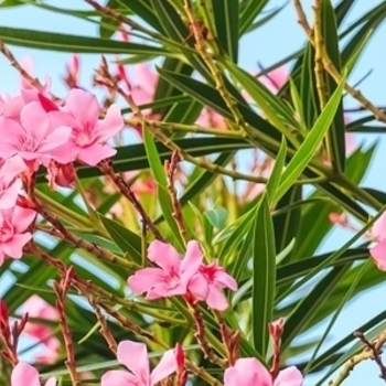 Nerium - catalogue. Fotos, Beschreibung.