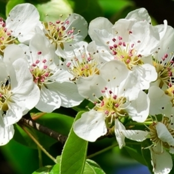 Pyrus - catalogue. Photos, description.